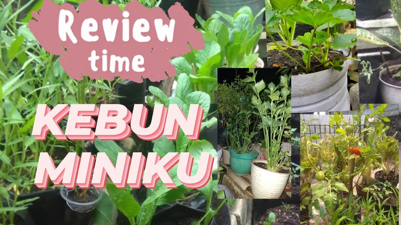 Review kebun mini halaman rumah | Review my mini garden - YouTube