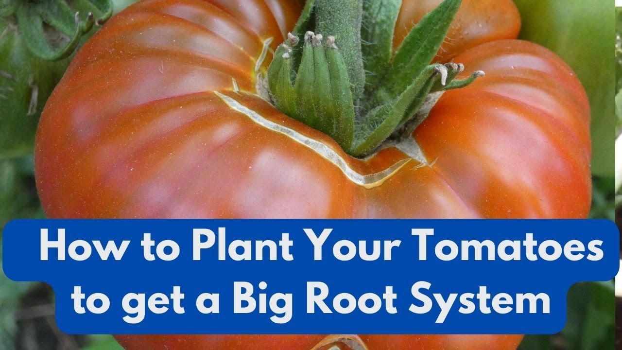 How to Plant Your Tomatoes to get a Big Root System - YouTube