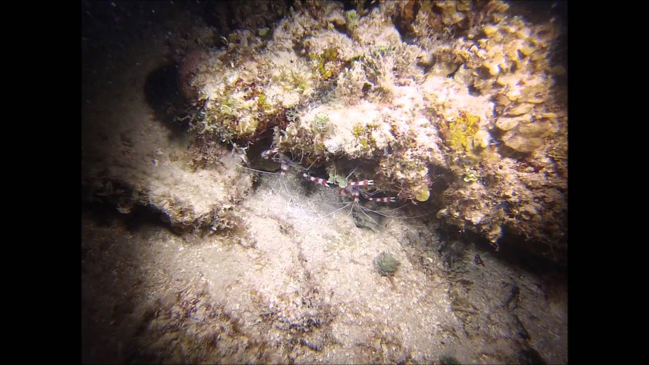 Diving CoCo View Resort Roatan, Honduras - YouTube