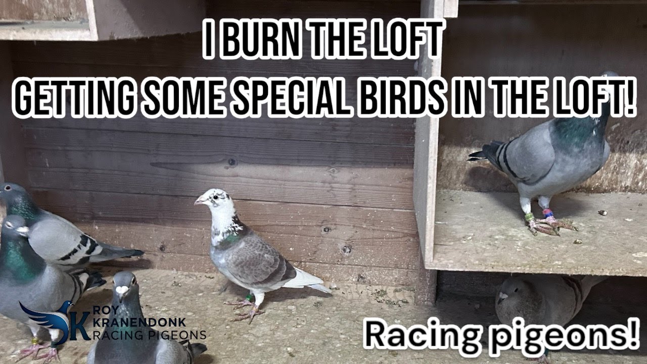 i Burn the loft | And we getting some SPECIAL birds in my loft ...