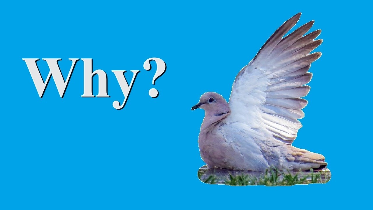 Why do doves raise their wings? - YouTube