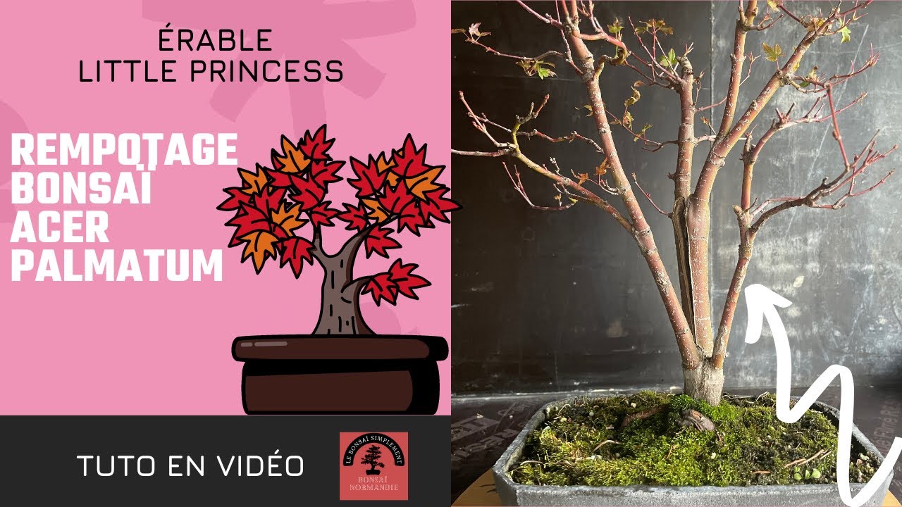 BONSAÏ 🌳 ACER LITTLE PRINCESS 🌳 - YouTube