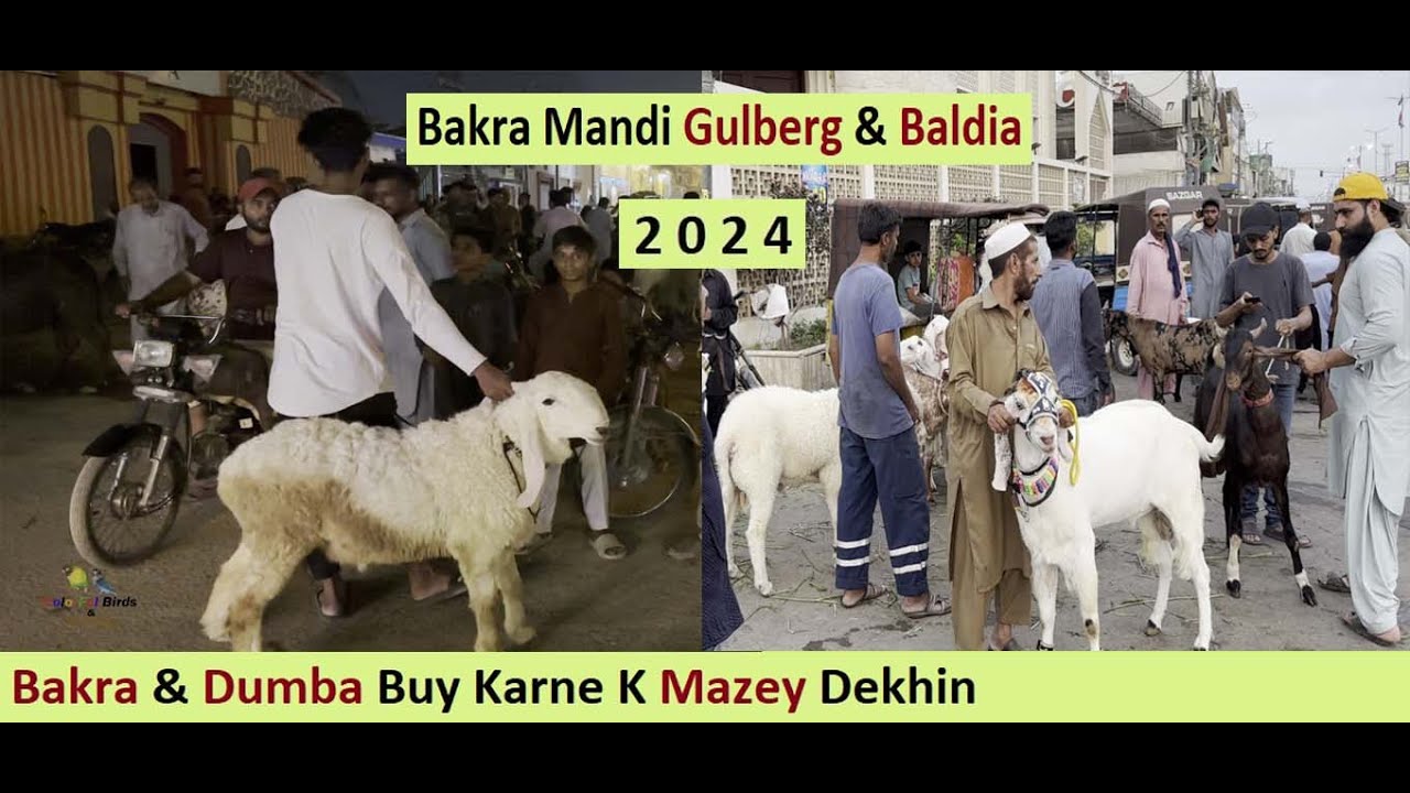 Bakra Mandi Baldia Town & Gulberg - Bakra Buy Karne K Mazey Dekhin ...