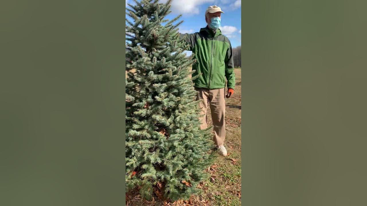 Christmas Tree Cut - YouTube