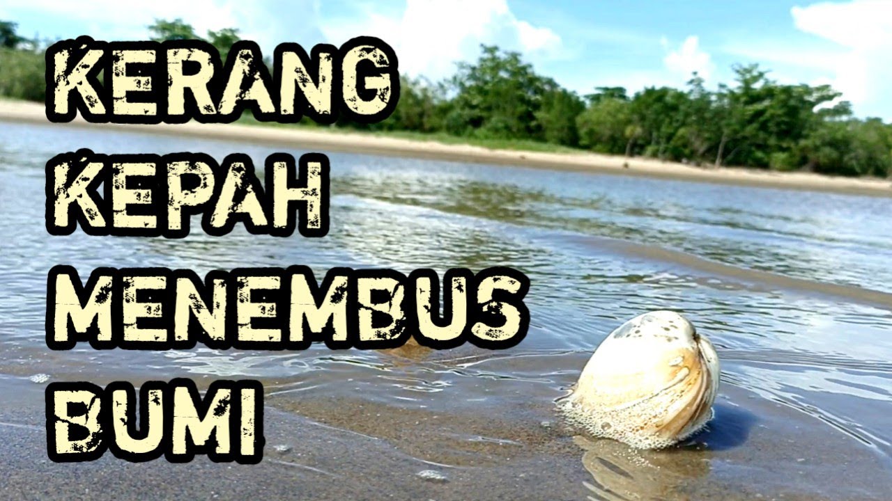 CARA KERANG KEPAH SEMBUNYI DI PASIR - YouTube