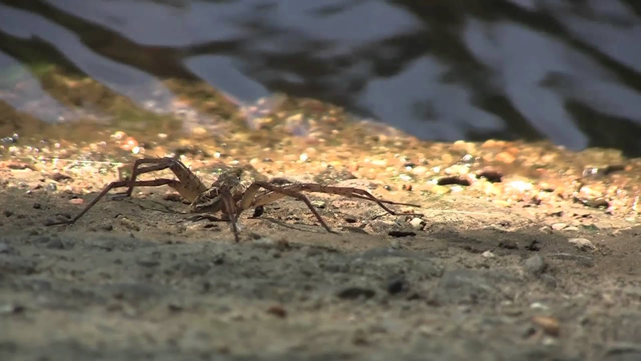 Spooky Spider - YouTube