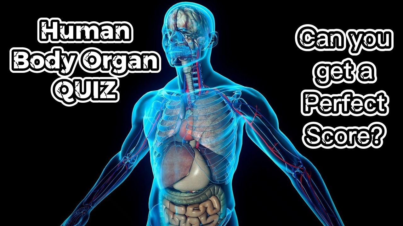 What Human Organ is this? Quiz - Perfect Exam Review for Students - YouTube