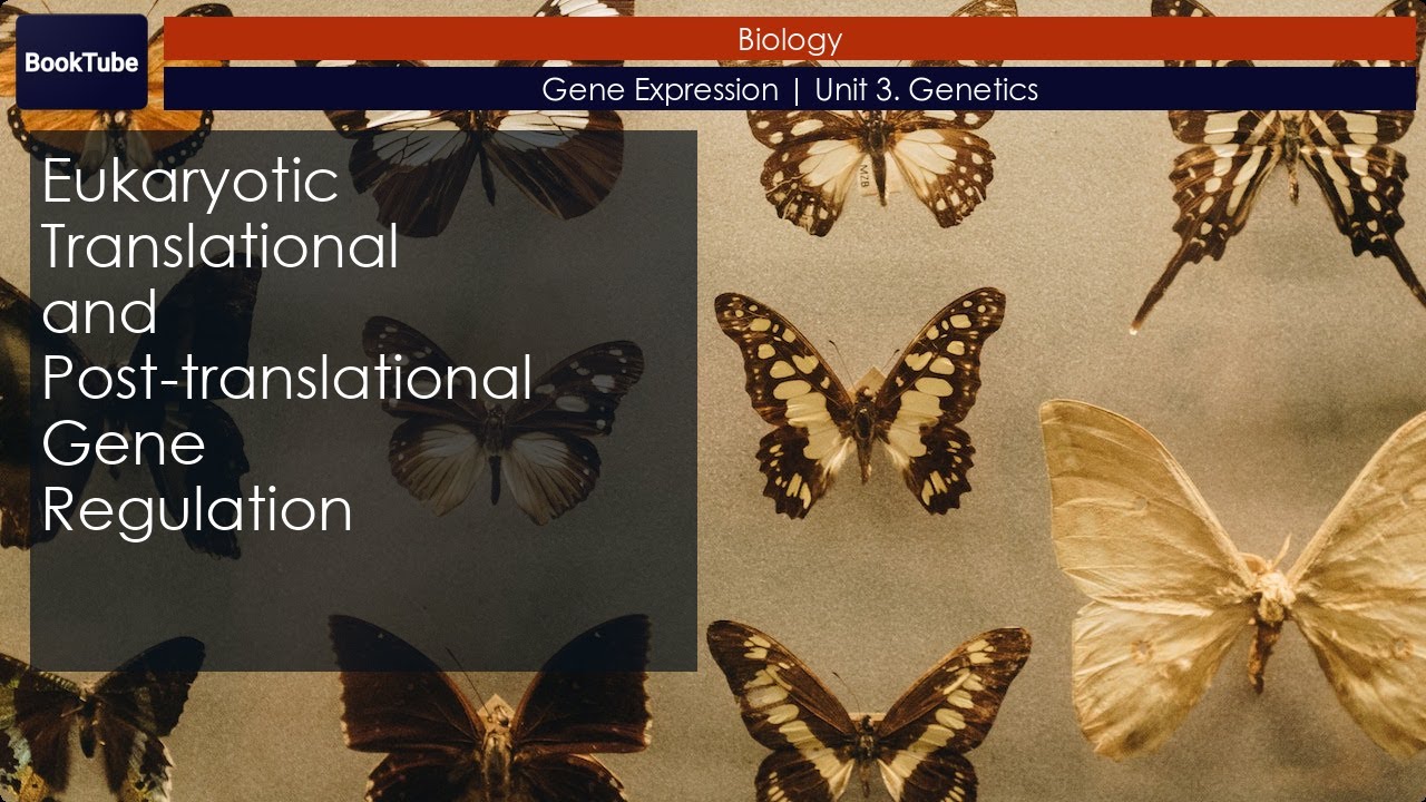 Eukaryotic Translational and Post-translational Gene Regulation | Gene ...