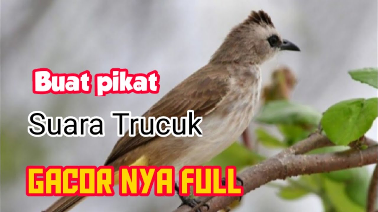 Suara Burung Trucuk Gacor - Bakal LANGSUNG NYAUT Gacor Trucuk Anda saat ...