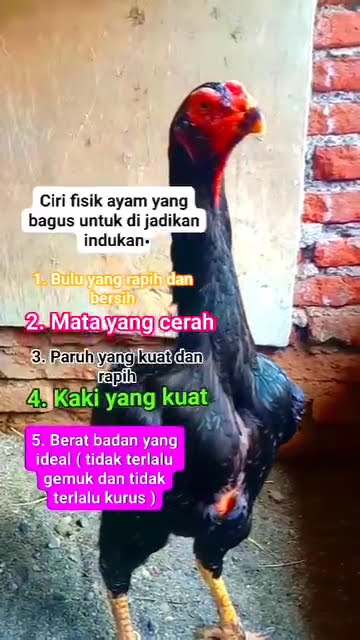 Cara memilih indukan ayam atau biang untuk dijadikan indukan agar jadi mesin ATM - YouTube