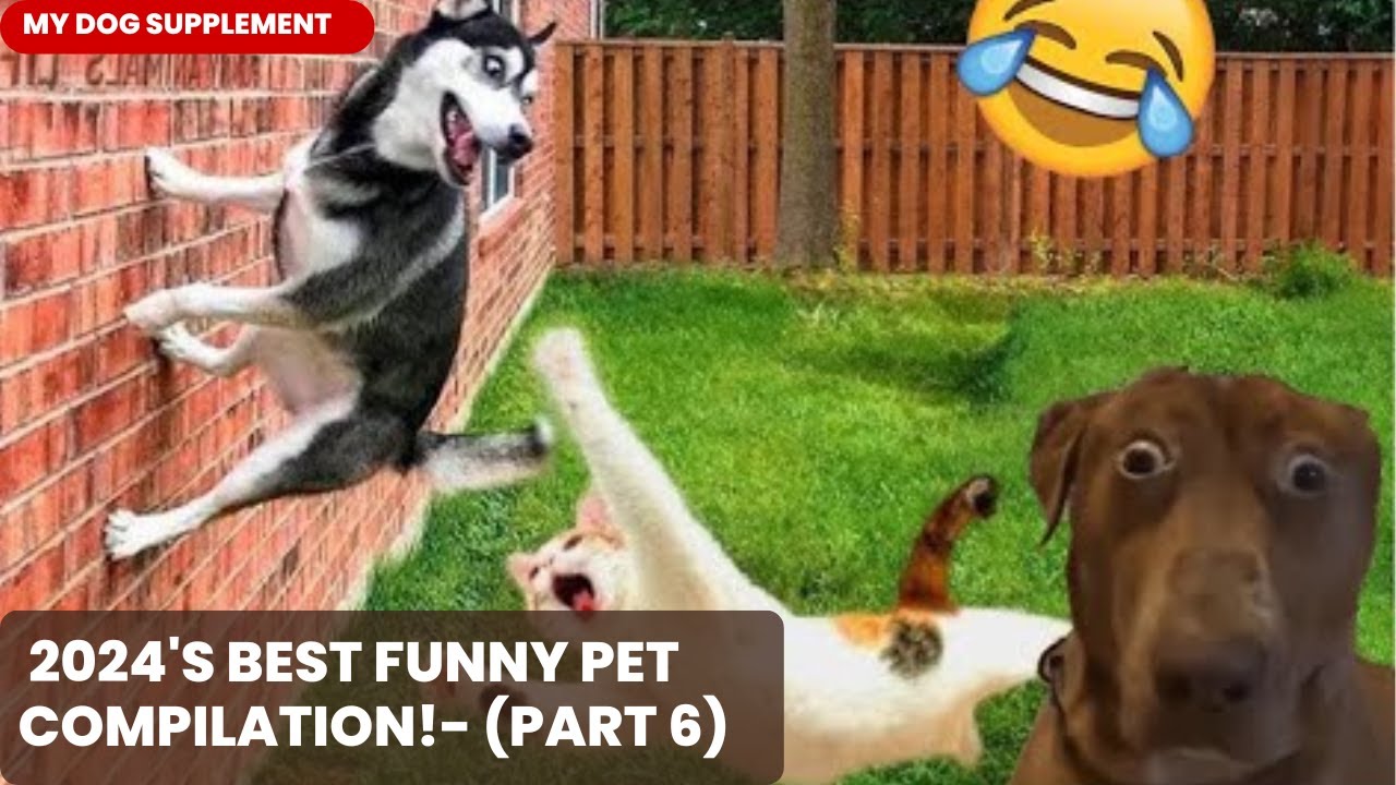 Funny Dog Videos 2024 Funniest Dog Comedy Compilation of the Year - YouTube