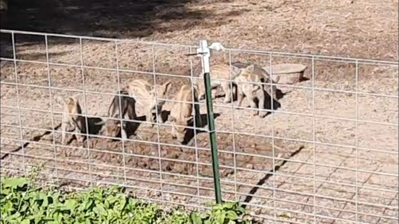 Update on the piglets - YouTube