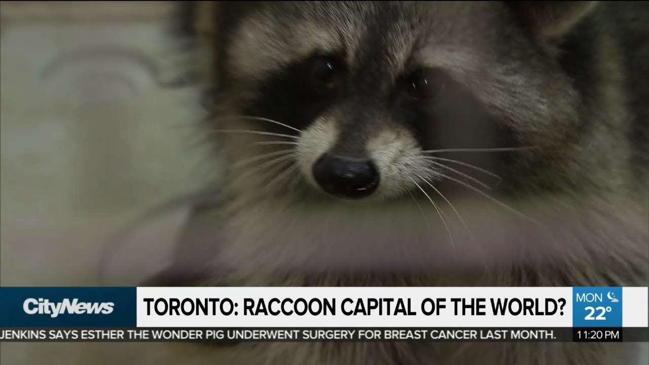 Toronto named raccoon capital of the world - YouTube