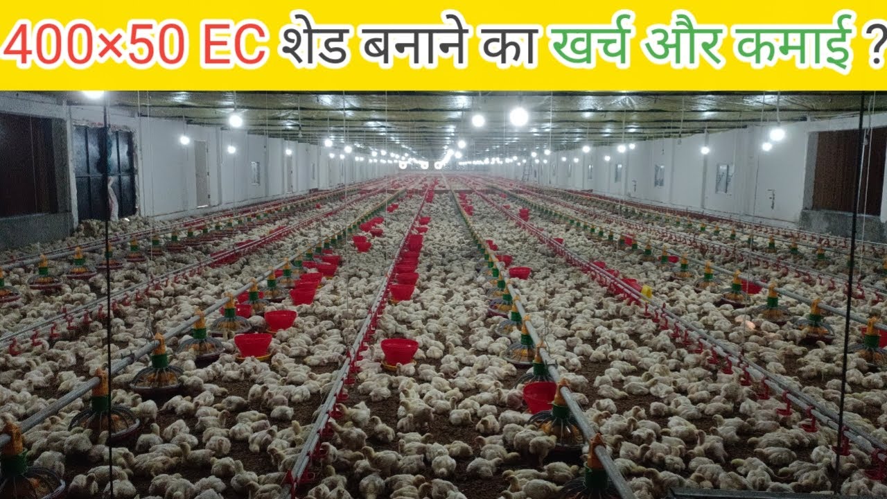 400×50 ft Fully closed EC shed Construction Cost||EC shed ||EC Poultry ...