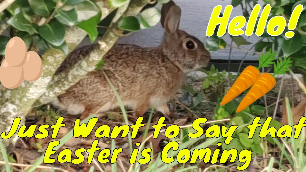 Up close with the Big Fat Rabbit || Wildlife in FLORIDA - YouTube