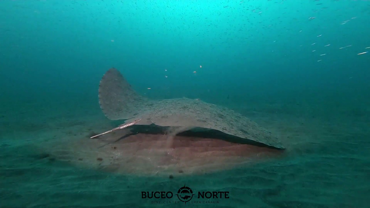 Gran Canaria Sharks & rays - YouTube