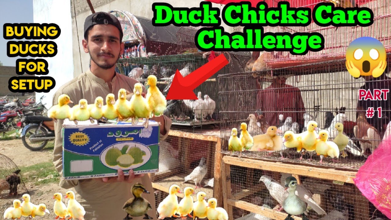 Ducks Babies Care Challenge 🐥 | Buying Ducks for Setup | Part # 1 | Pak ...