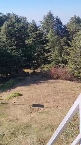 Enchanting view of nature from Kalyani Helipad Chharabda Shimla.(4 ...