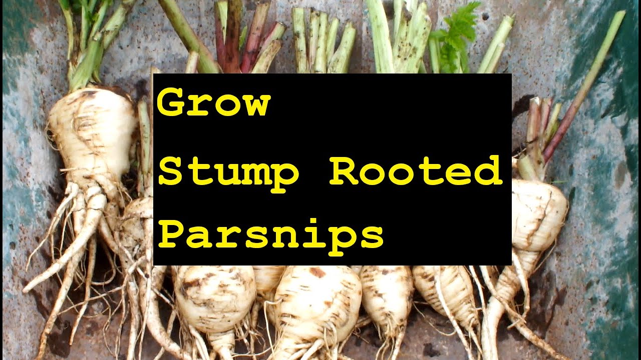 Grow Parsnips final harvest of the year from a raised bed. - YouTube