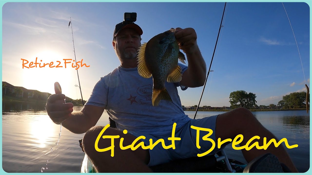 Giant Bream Caught on Senko While Bass Fishing - YouTube