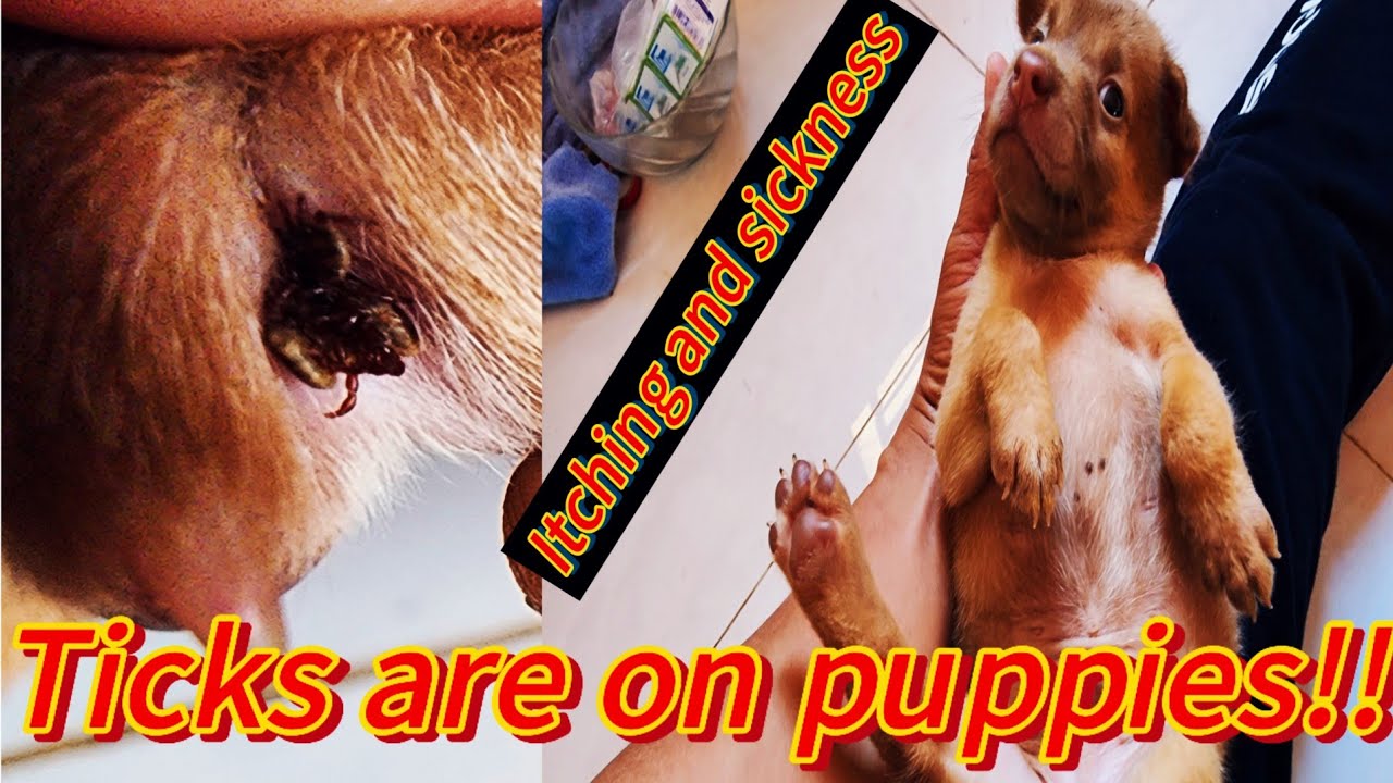 Ticks cause by cement? I'm trying it every day!! #dogticks #puppies # ...
