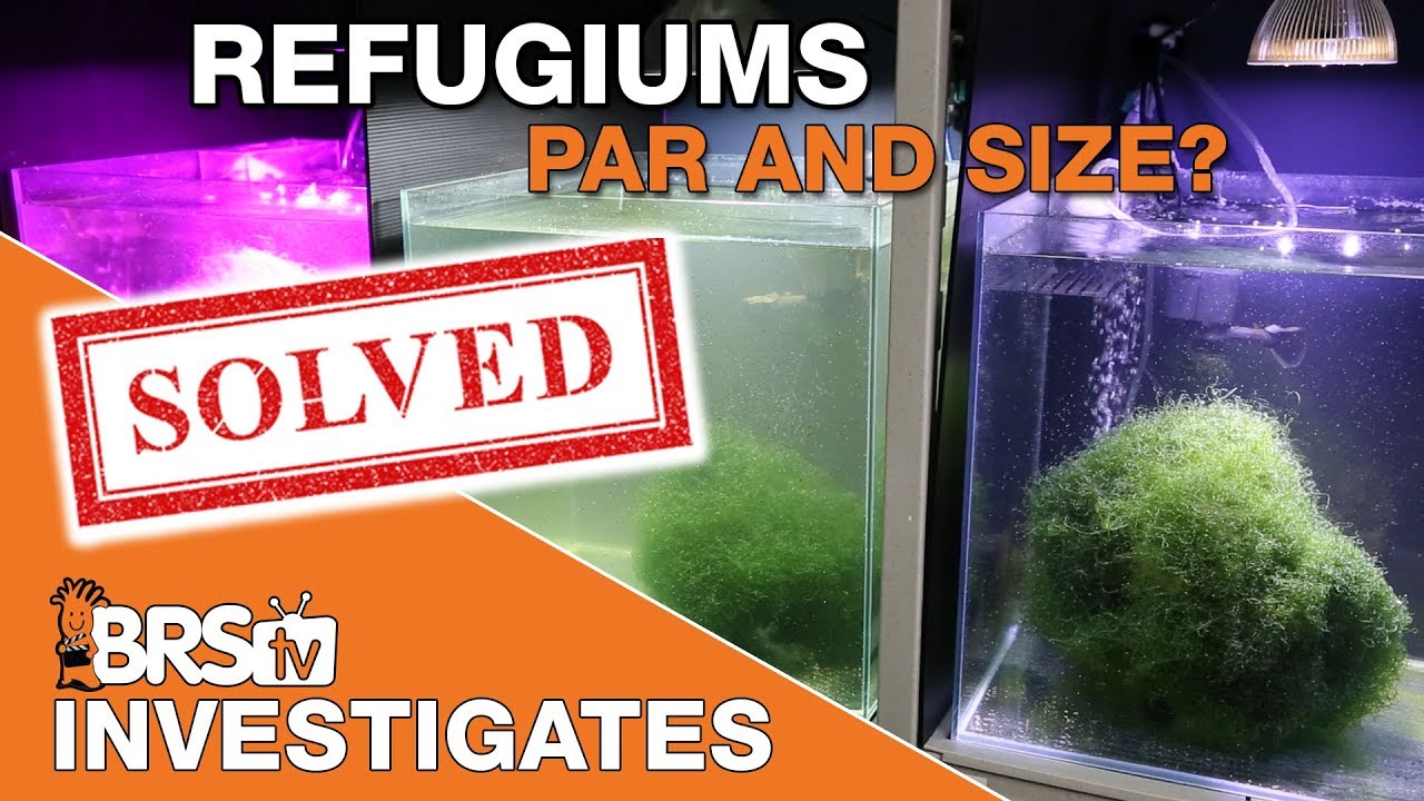 Testing Refugium Part I: What we found about PAR and refugium size ...