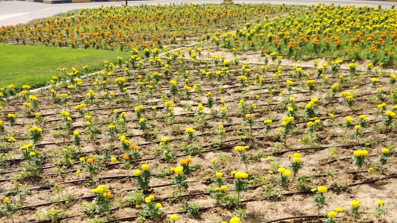 UAE Dubai greenry and desert together, very beautiful flower and desert ...