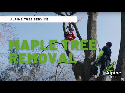 Maple Tree Removal | Alpine Tree Service, Morristown, NJ - YouTube