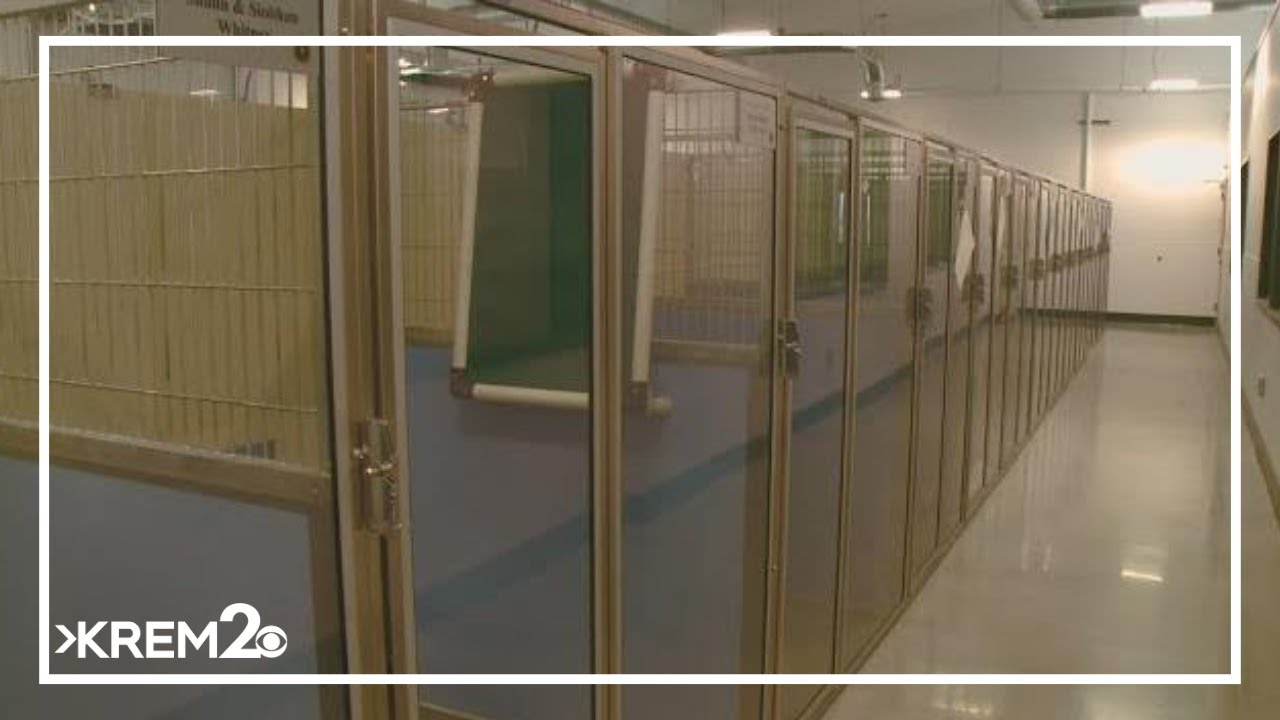 Hayden animal shelter finds homes for 1,400 animals - YouTube