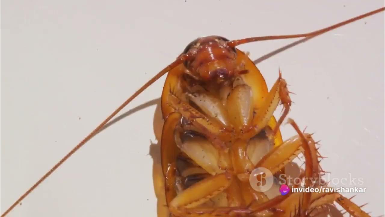 Cockroaches: The Ultimate Survivors - YouTube