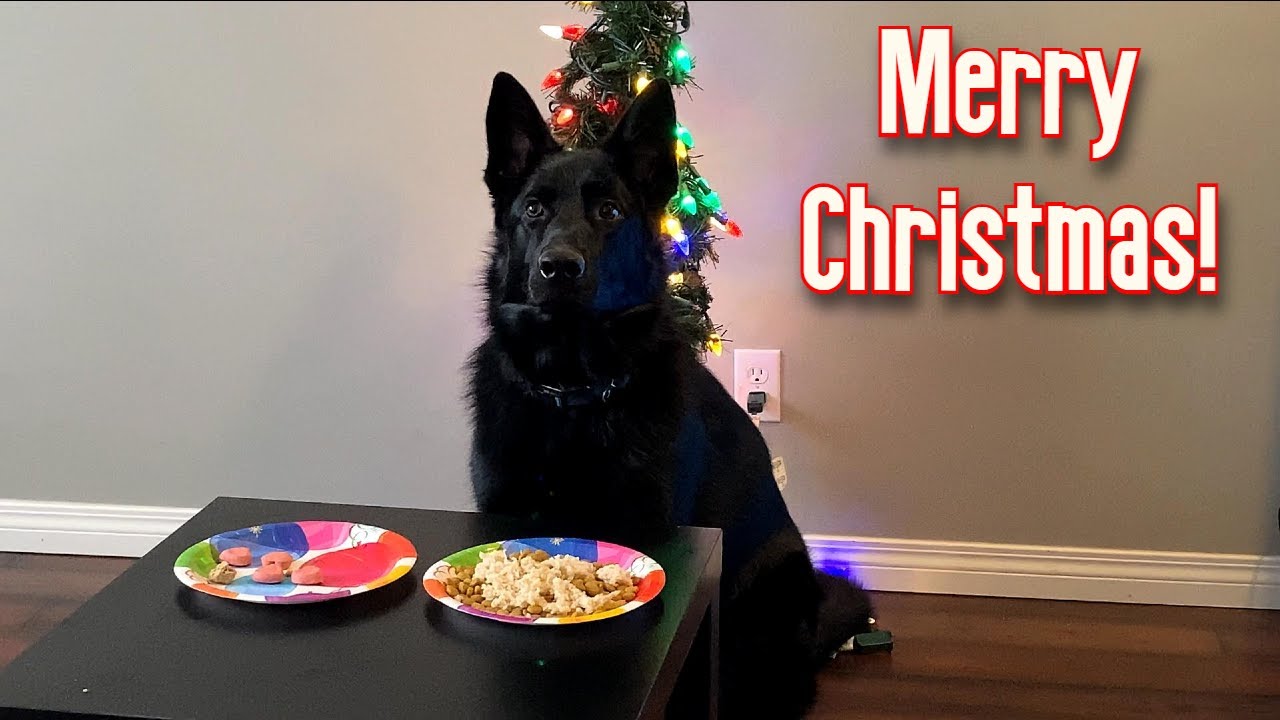 Snoopy Unwraps Presents on His First Christmas (German Shepherd Puppy ...