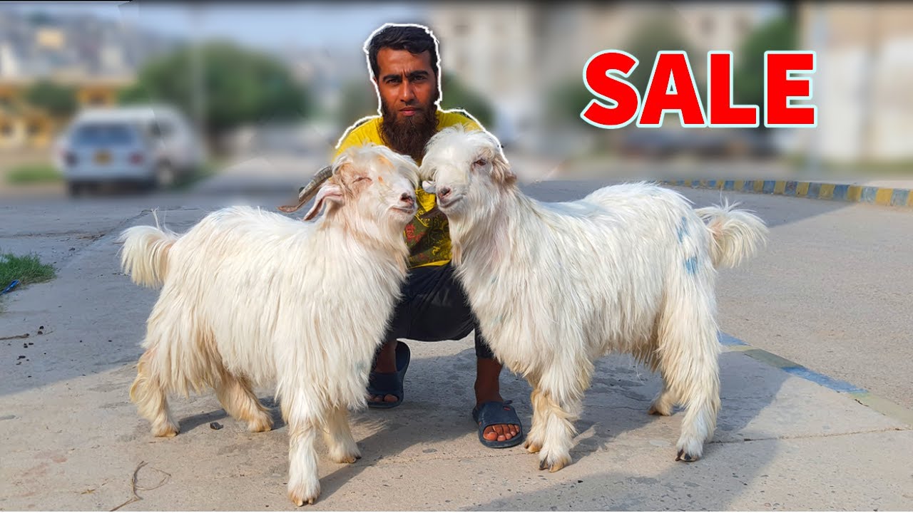 Phari Bakry Tedy Tapri Desi Dogle Jangli Jabli Goat Farm VS Bakra Mandi ...
