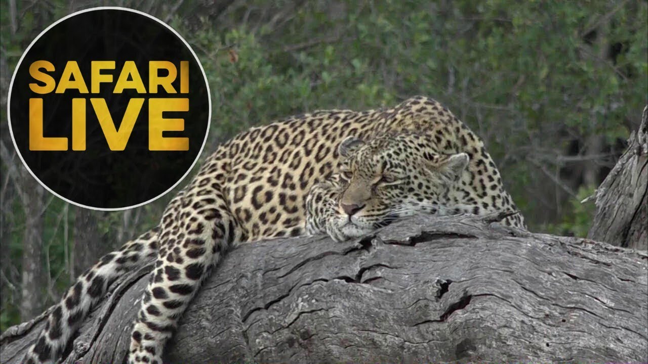 safariLIVE - Sunset Safari - June 13, 2018 - YouTube