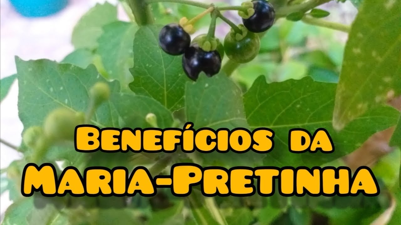 AFRODISÍACA, ANTI-INFLAMATÓRIA, EXPECTORANTE - BENEFÍCIOS DA MARIA ...