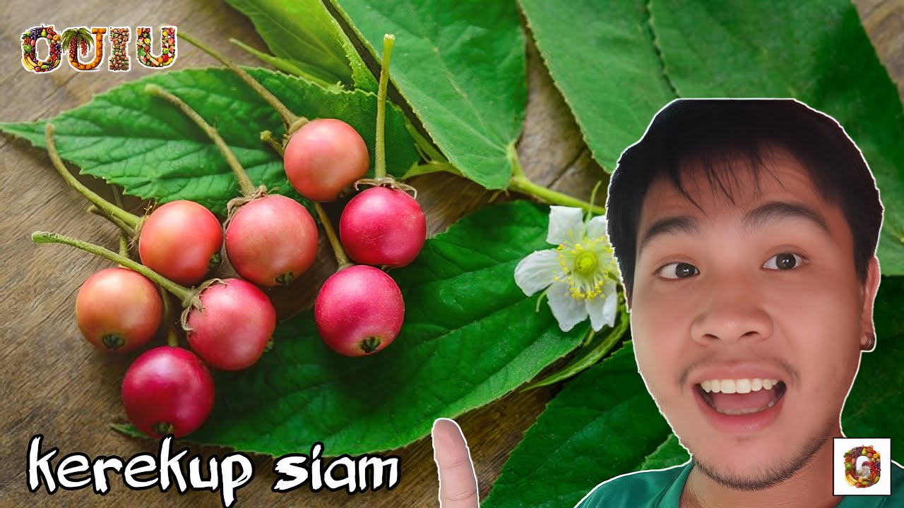 buah hutan yang boleh makan buah kerekup siam, buah kersen,muntingia ...