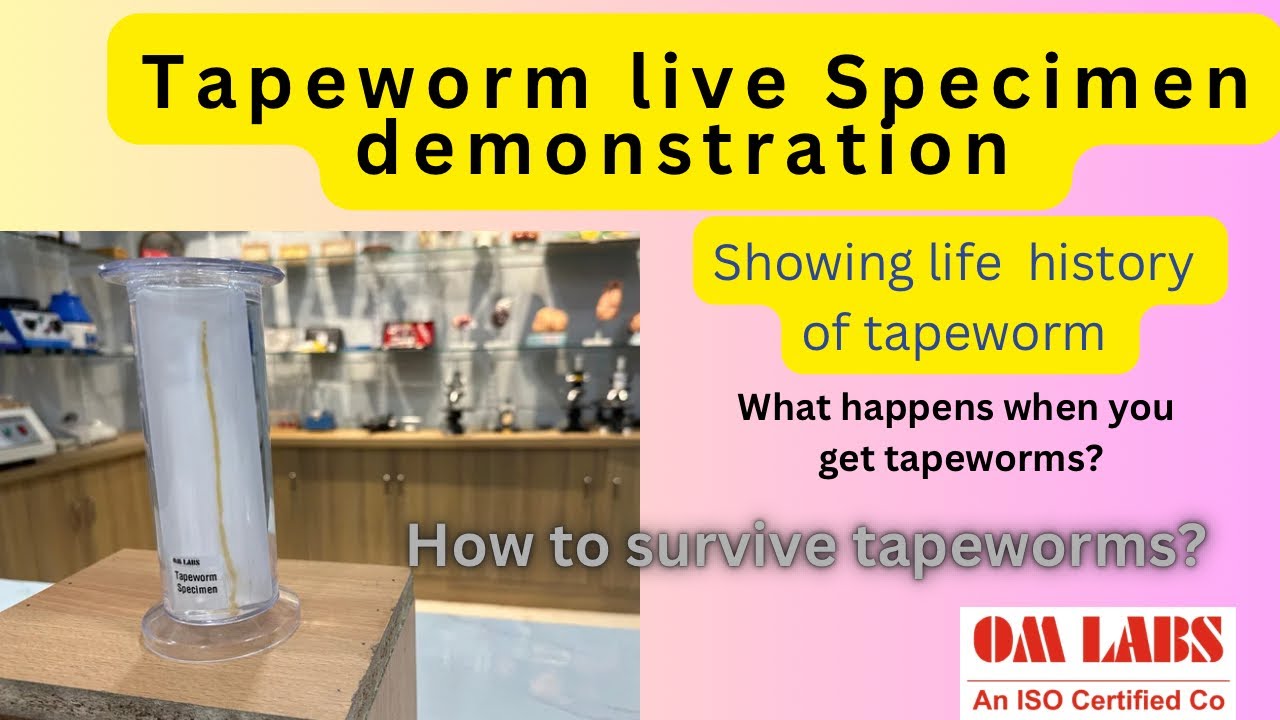 Tapeworm | tapeworm live Specimen | omlabs #amazingfacts #biology #cbse ...