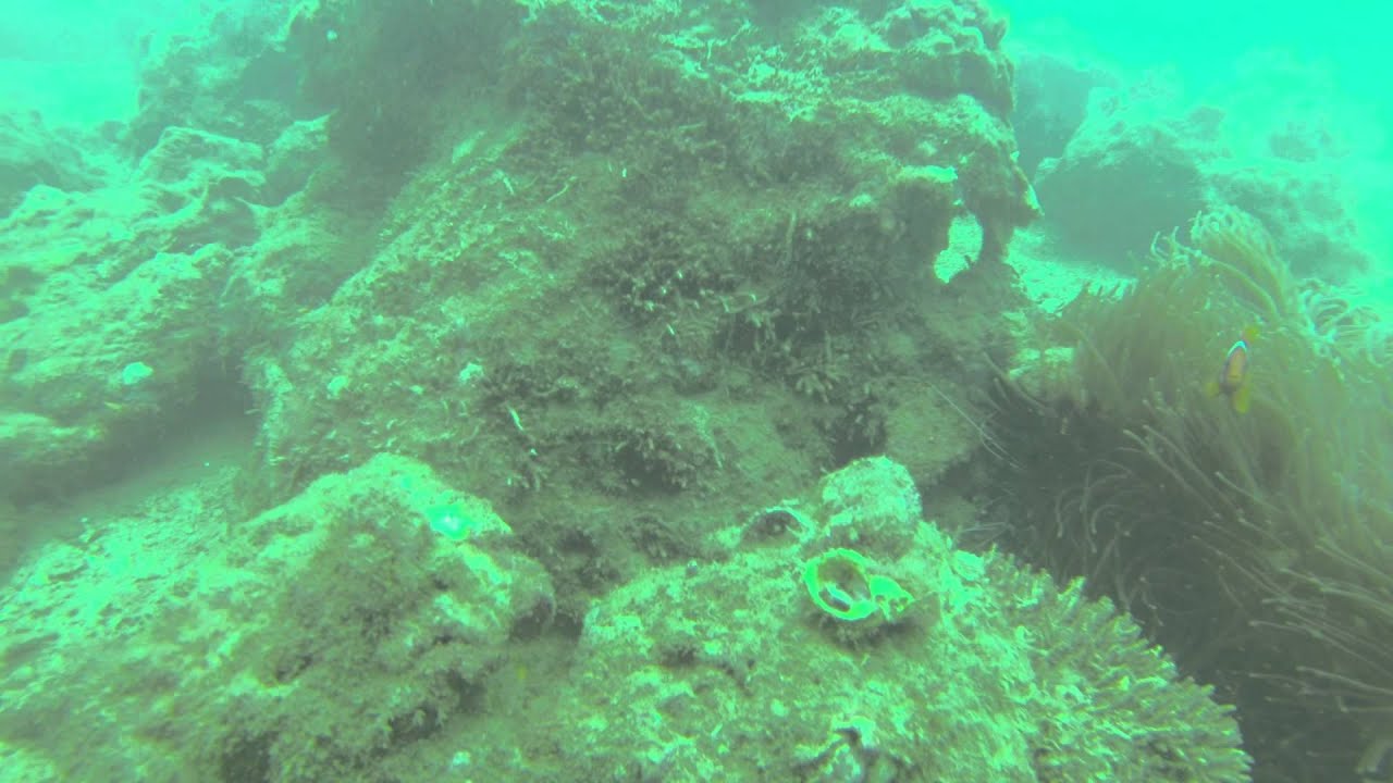 Territorial clown fish - Cham Island, Vietnam - YouTube