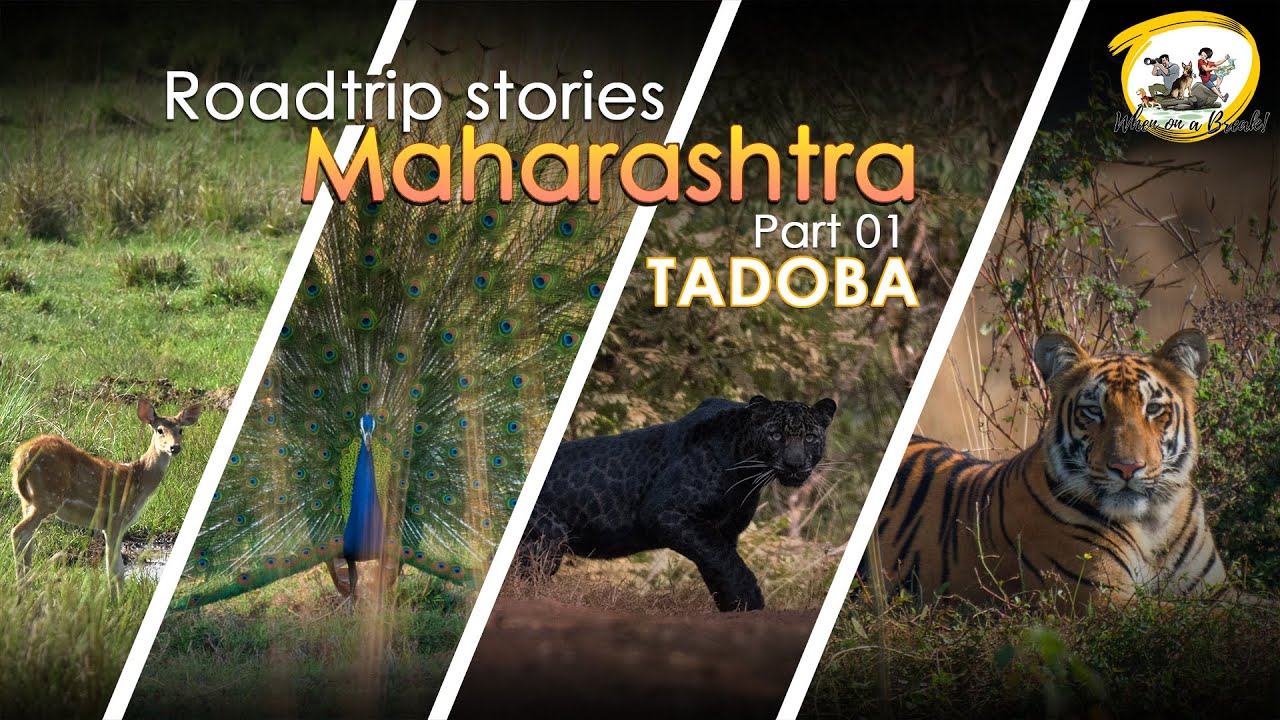Roadtrip stories | TADOBA | Episode - 01 | Khutwanda Gate | Junona Gate ...