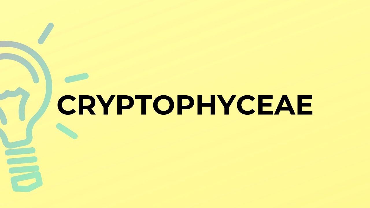 What is the meaning of the word CRYPTOPHYCEAE? - YouTube