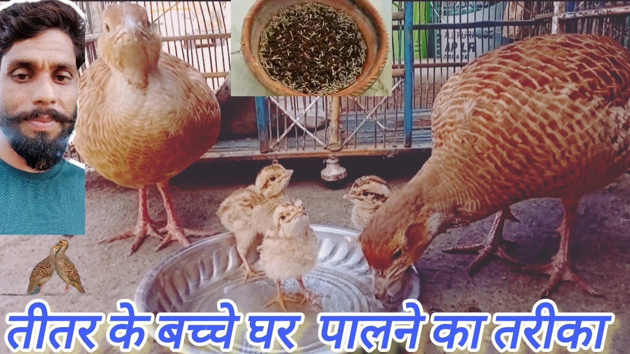 Teetar ke bacchon ko ghar per pale। Raise teetar chicks at home। titar ...