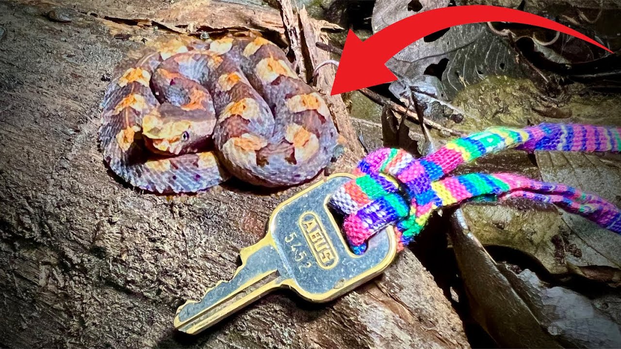 I Found the Smallest Viper in Costa Rica - YouTube