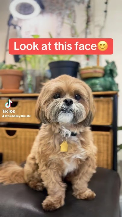 Just adorable😊💙 #puppy #pets #shihtzu #dogshorts #dog #cutedog #shortvideo #subscribe #like # ...