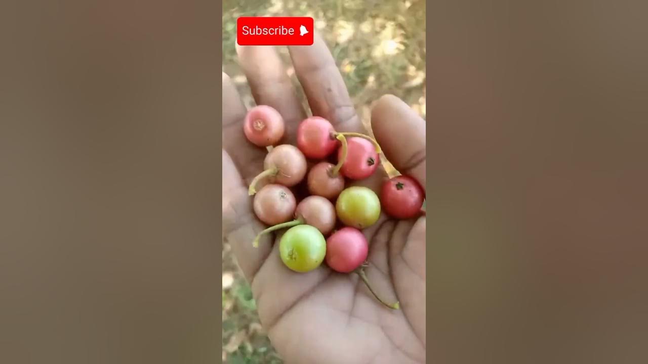panen buah ceri/kerem di tengah sawah ...seruuu gaiis #subscribe #video #viralvideo - YouTube