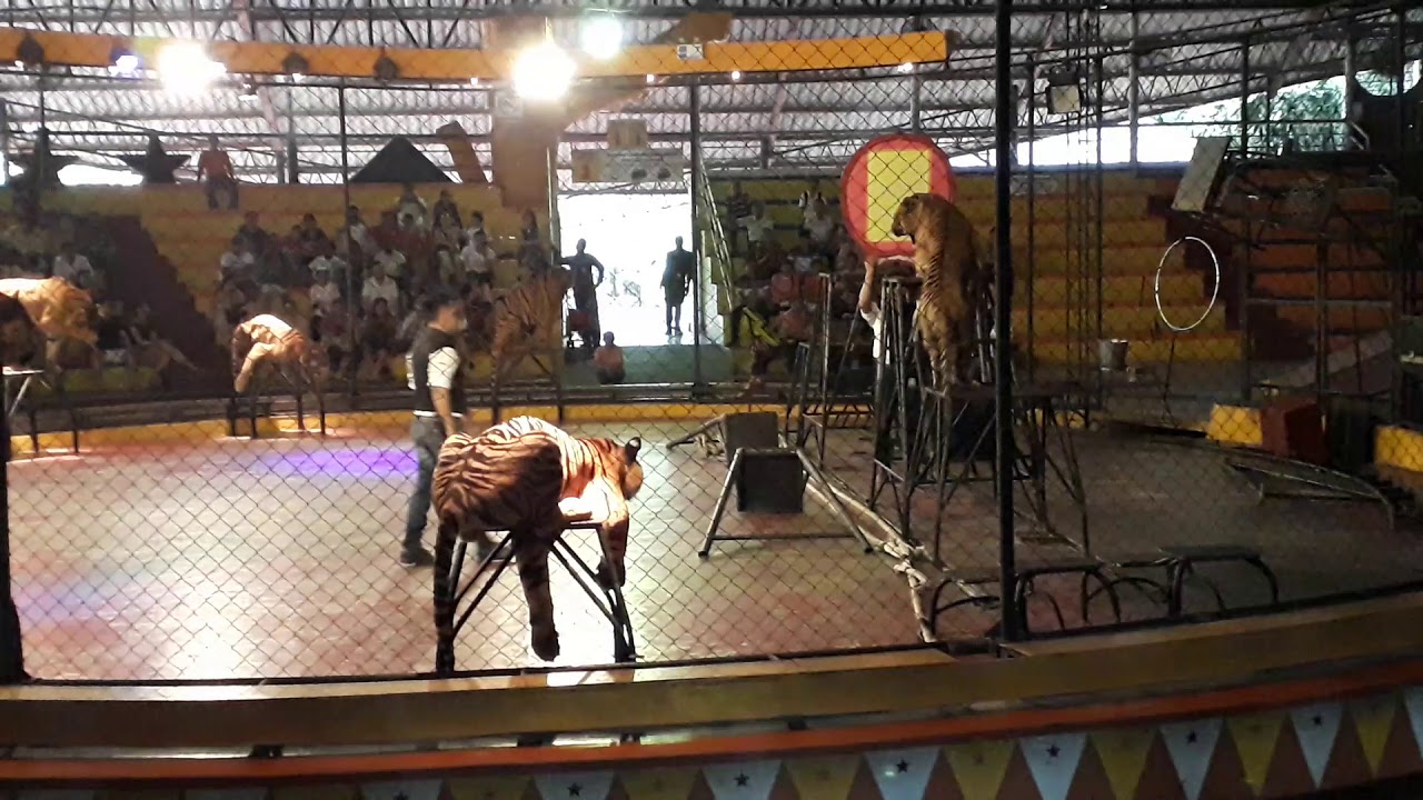 TIGER SHOW - THAILAND 2019 - YouTube
