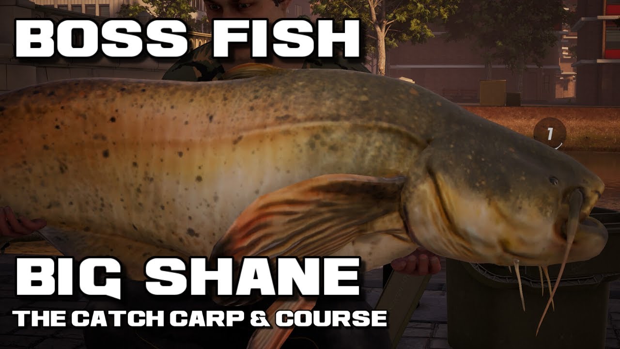 The Catch Carp & Course Boss Fish Big Shane 150 lb Wels Catfish ...