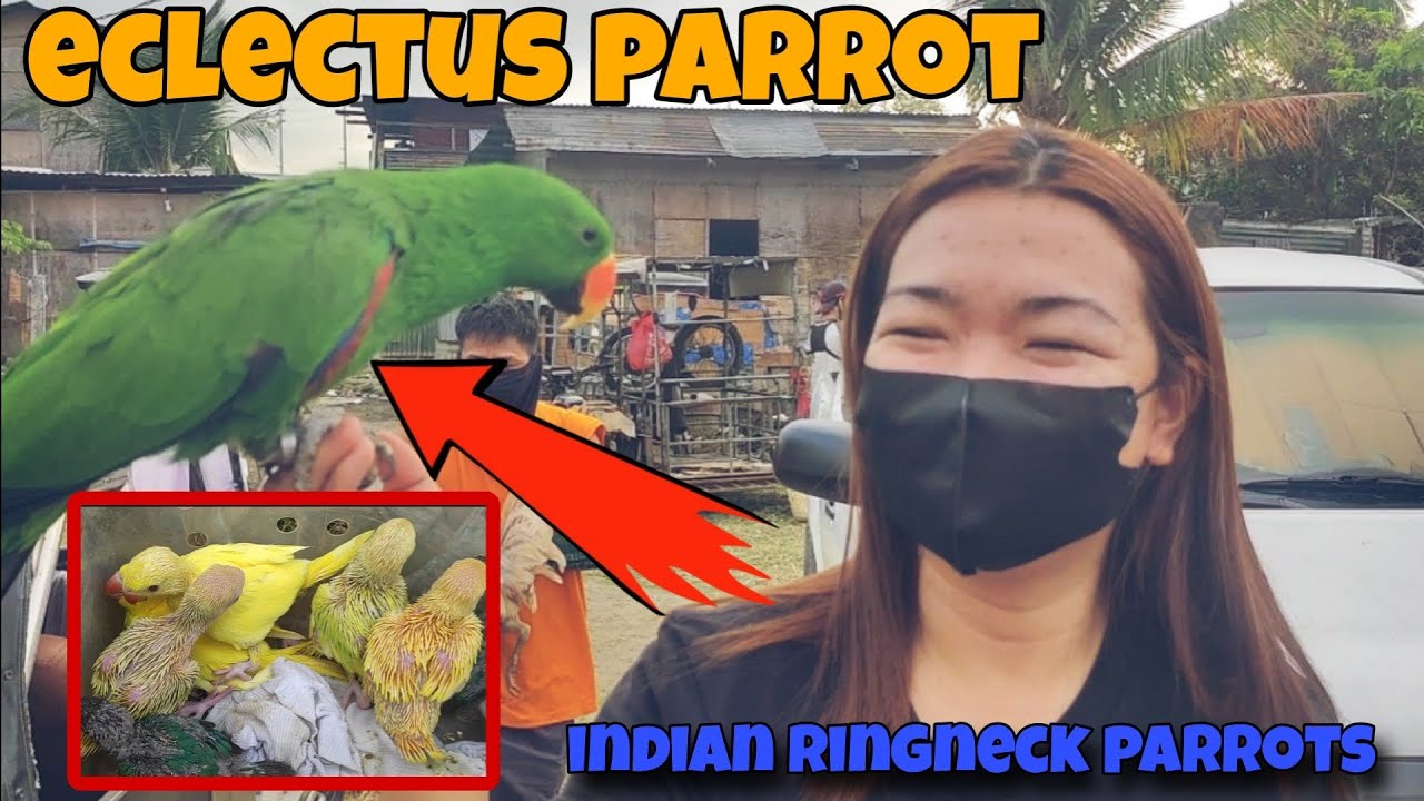 ECLECTUS PARROT and INDIAN RINGNECK MERUN NA RIN SA BOCAUE PET MARKET ANG GANDA #africanlovebird ...