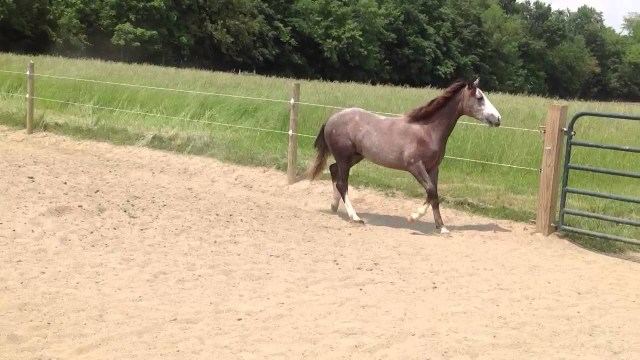 Red Roan Quarter Horse Colt for Sale - YouTube