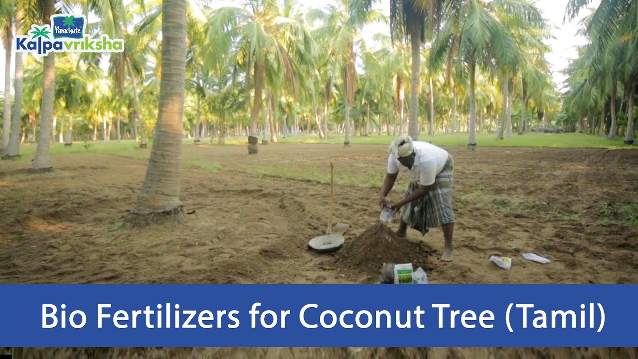 Uses of Bio Fertilizers In Coconut Farming(tamil) | Organic Farming |# ...
