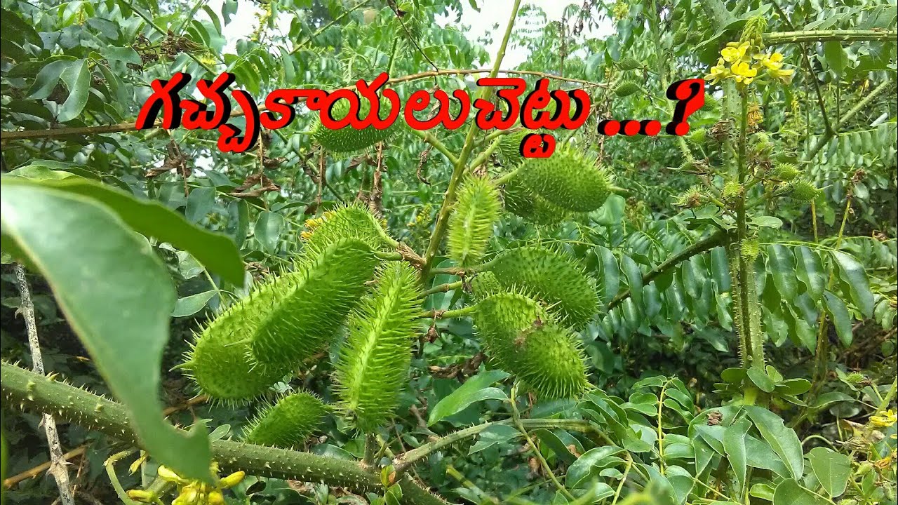 Gachakaya chettu ,caesalpinia . గచ్చకాయలుచెట్టు.!in Telugu.. - YouTube