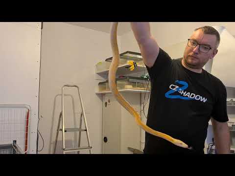 Pyton siatkowany ( Python reticulatus) po 4,5 miesiąca od zakupu - YouTube